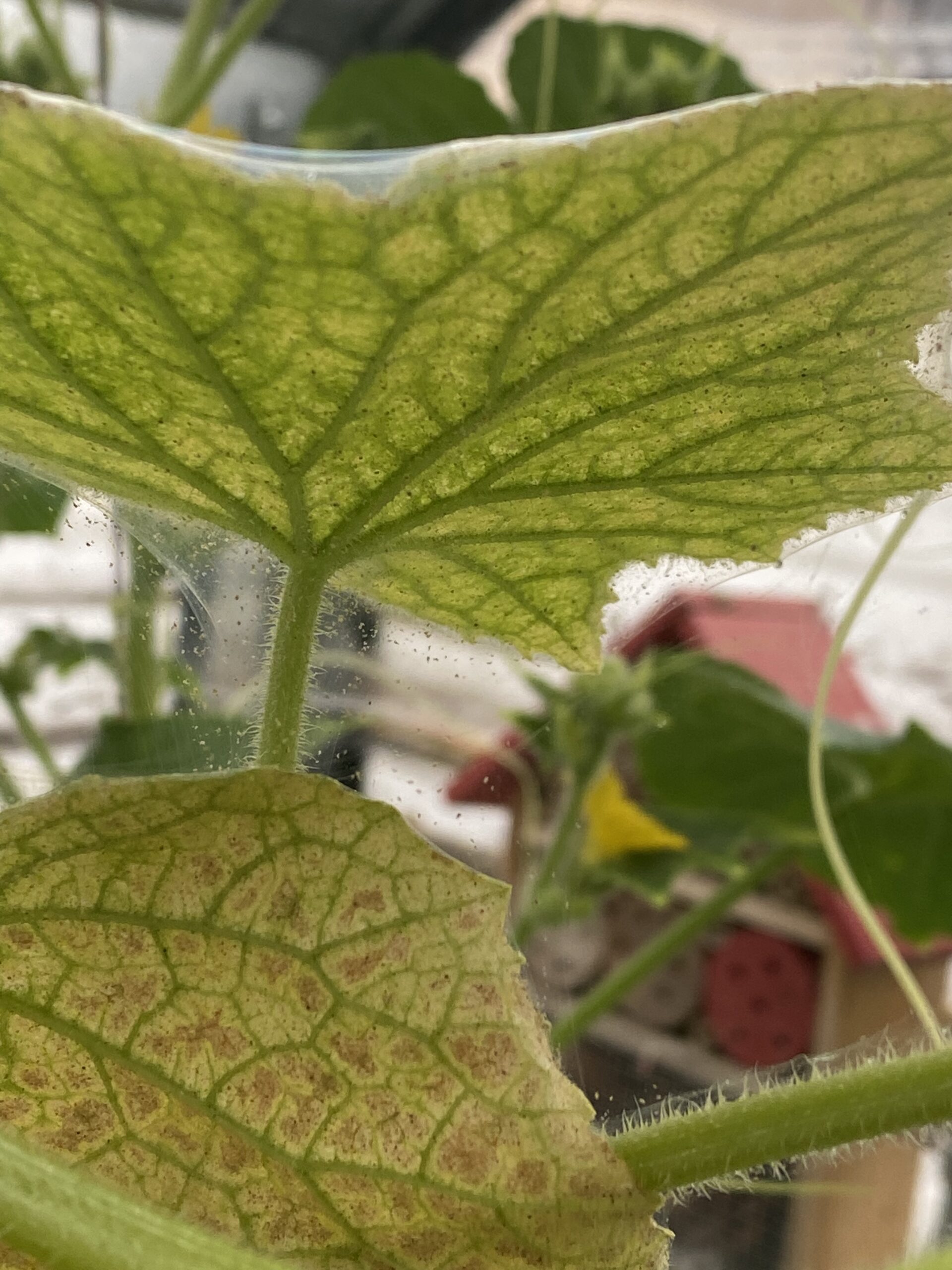 The Problem With Spider Mites - My Own Greenhouse